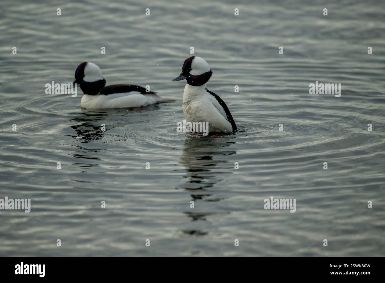 Two male bufflehead (Bucephala albeola) ducks swimming on Lake ...