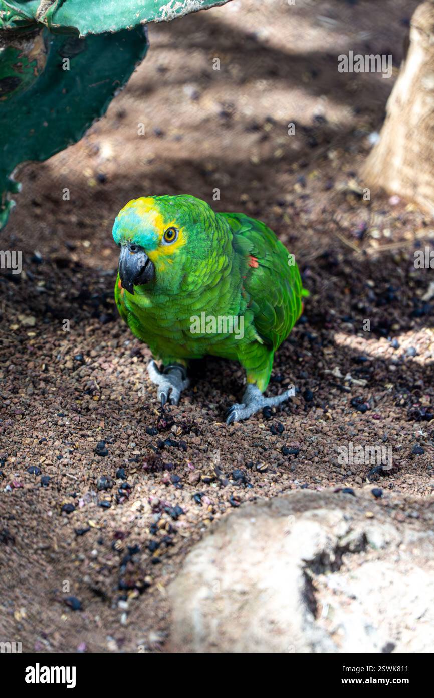 Close up of the yellow-headed-amazon parrot Stock Photo - Alamy