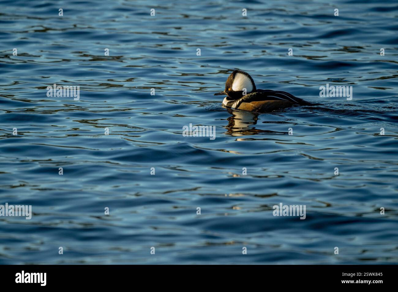A male (drake) Hooded Merganser (Lophodytes cucullatus) is swimming on ...