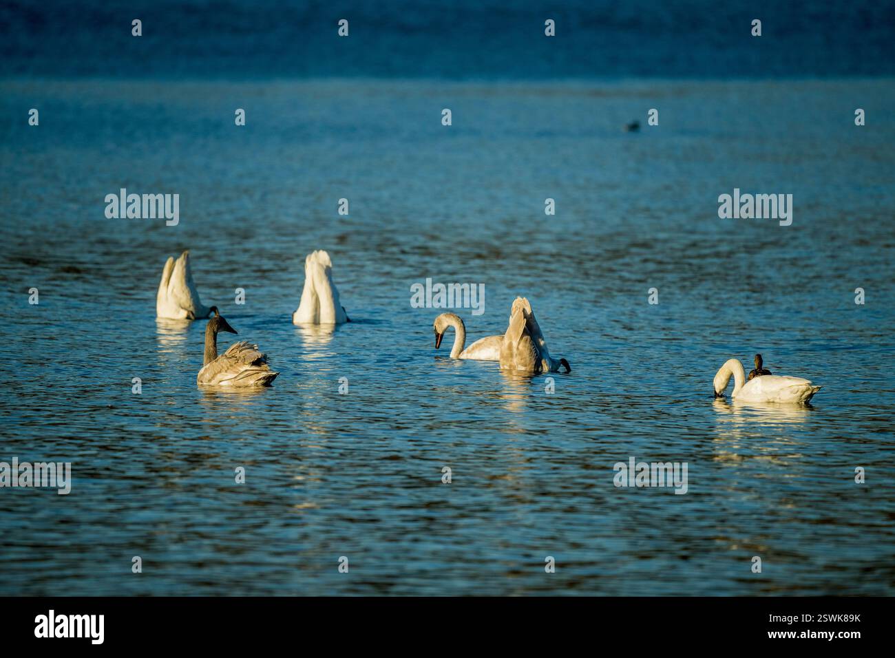 Trumpeter swans (Cygnus buccinator) swimming on the water at Juanita ...