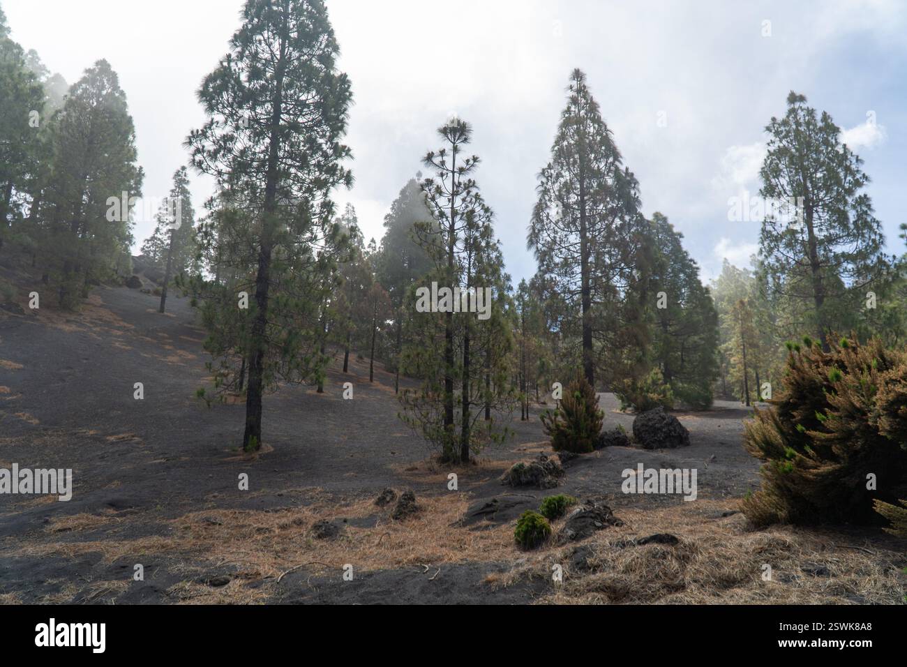 Amazing volcanic scenery with pine forest on La Palma. Volcanic ashes ...