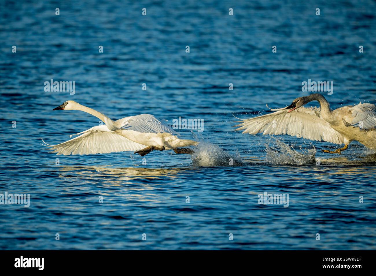 A Trumpeter swan (Cygnus buccinator) is being chased by another swan ...
