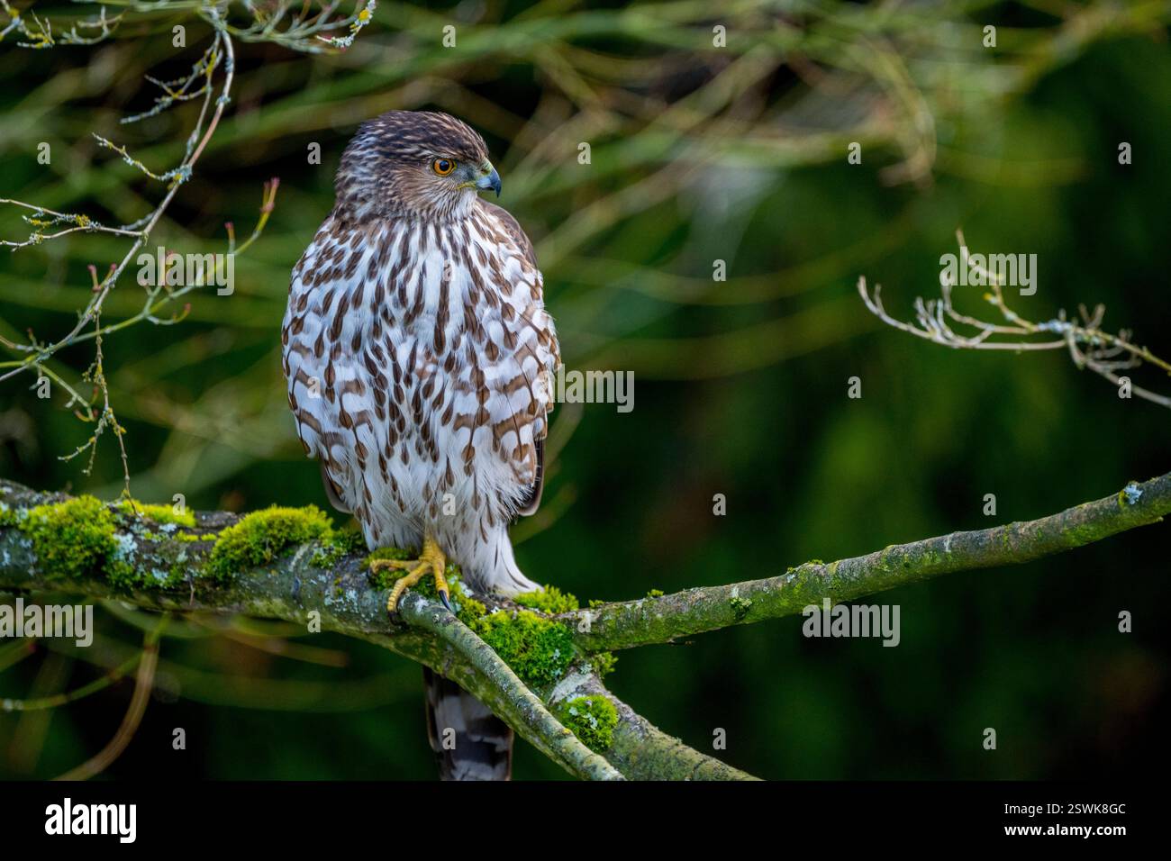 A Cooper's hawk (Astur cooperii) is perched in a maple tree in Kirkland ...