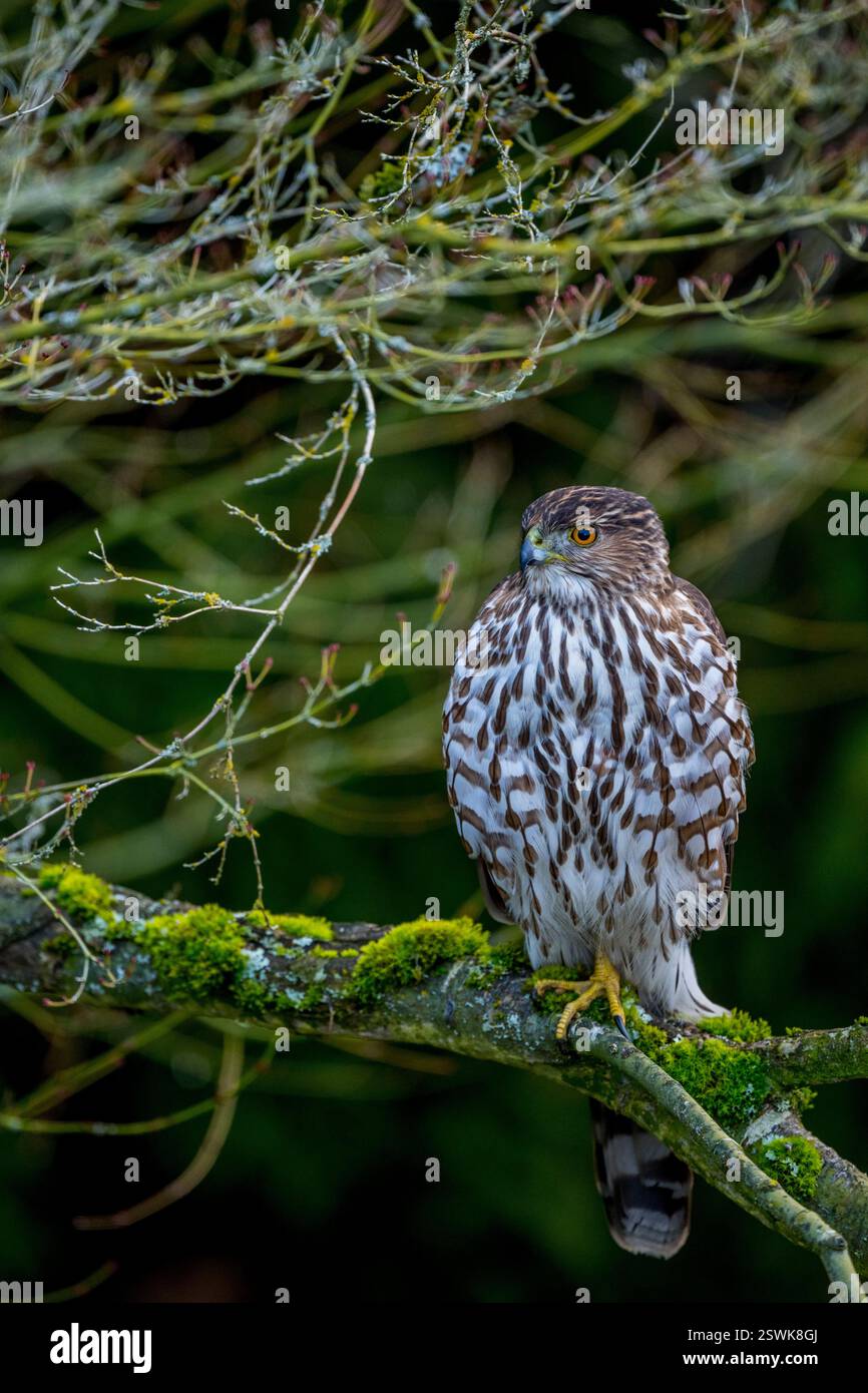 A Cooper's hawk (Astur cooperii) is perched in a maple tree in Kirkland ...