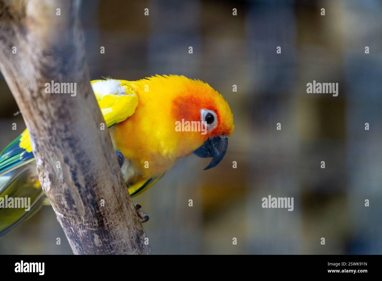 The sun parakeet beautiful colours of yellow, orange and red also known ...