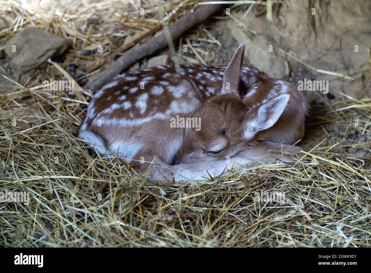 cute fawn - baby deer sleeping. close up photo of a cute deer Stock ...