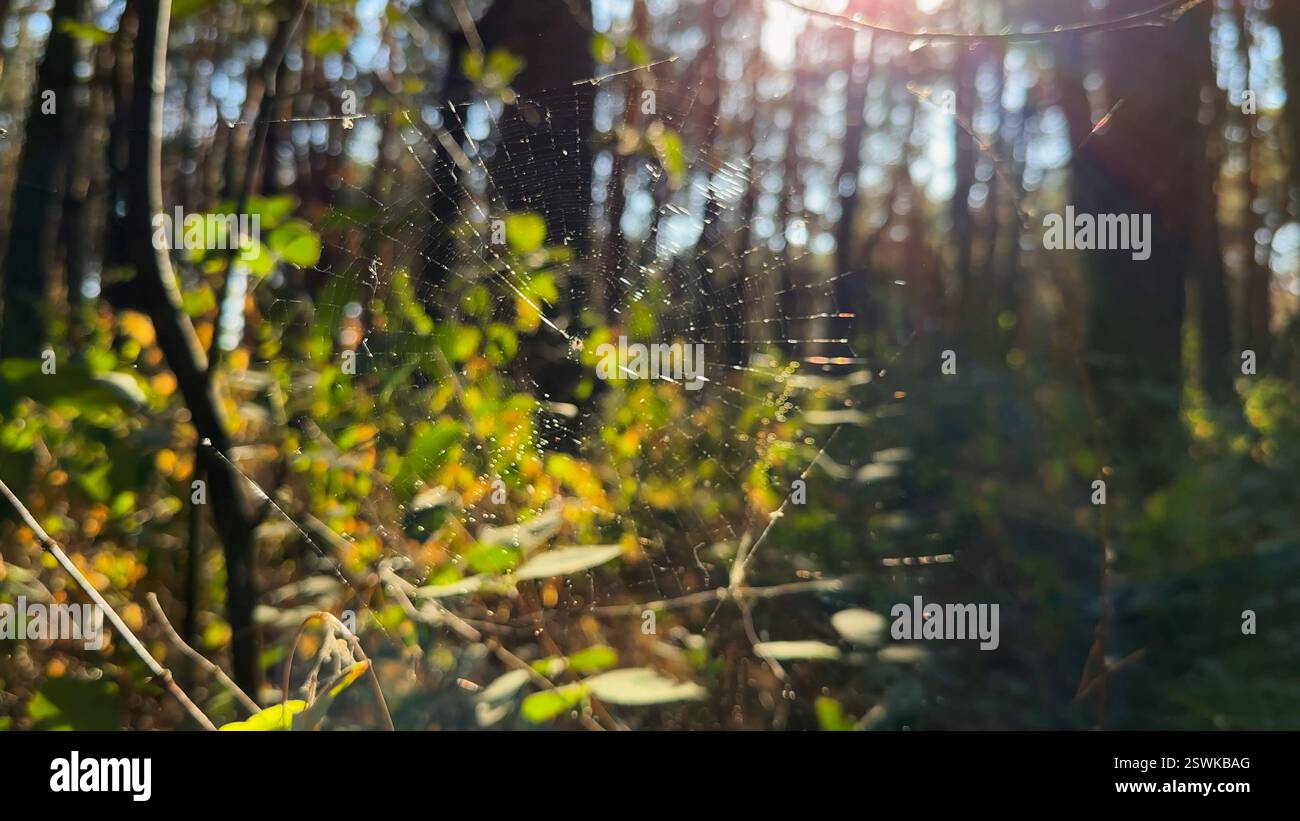 Spiderweb swaying in wind at forest with sunlight at background. Spider ...