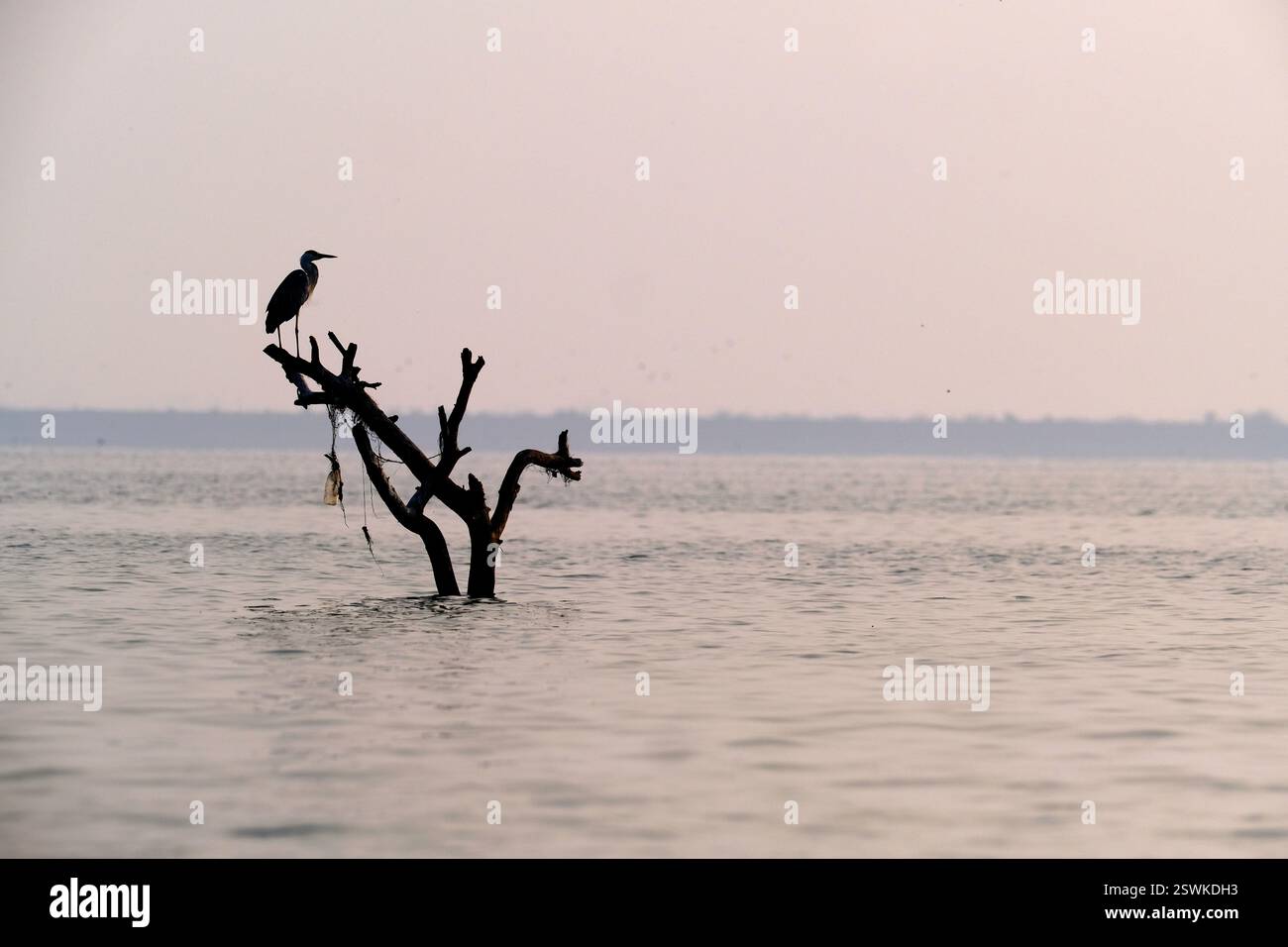 18 January 2025, Bird watching at Bhigwan Bird Sanctuary – famous for ...