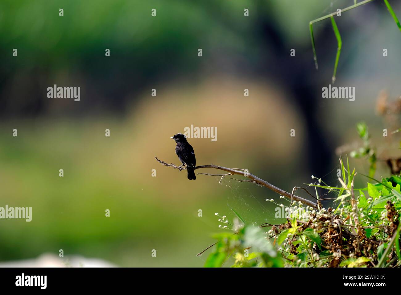 18 January 2025, Bird watching at Bhigwan Bird Sanctuary – famous for ...