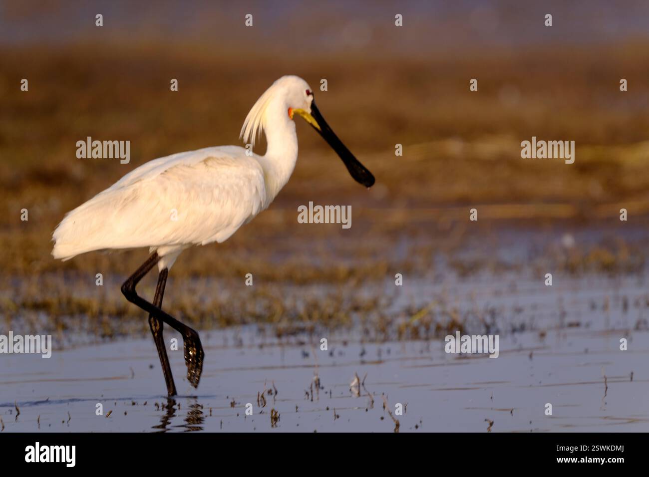 18 January 2025, Bird watching at Bhigwan Bird Sanctuary – famous for ...