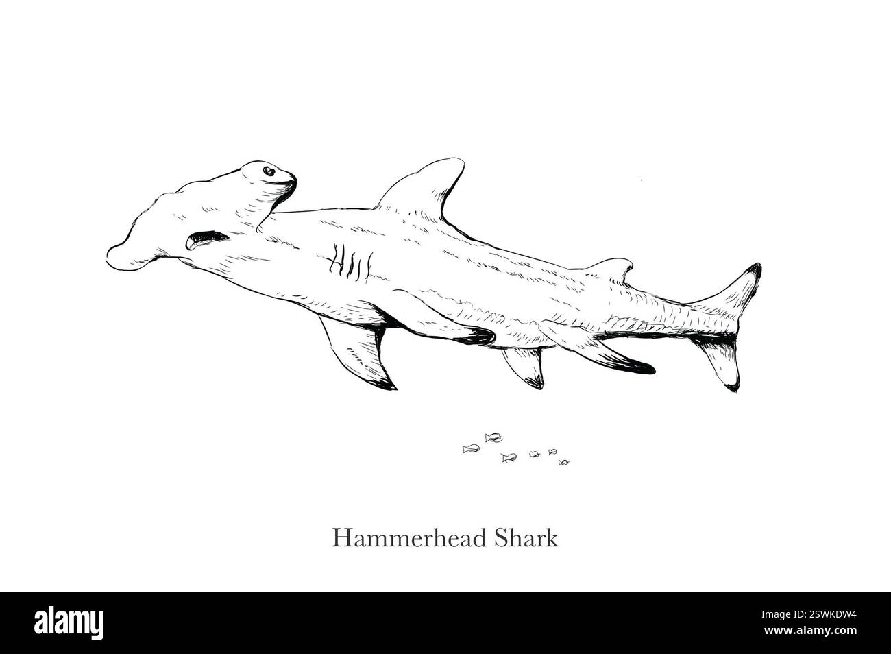 The hammerhead sharks are a group of sharks that form the family ...