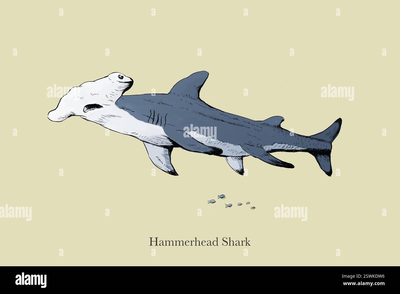The hammerhead sharks are a group of sharks that form the family ...