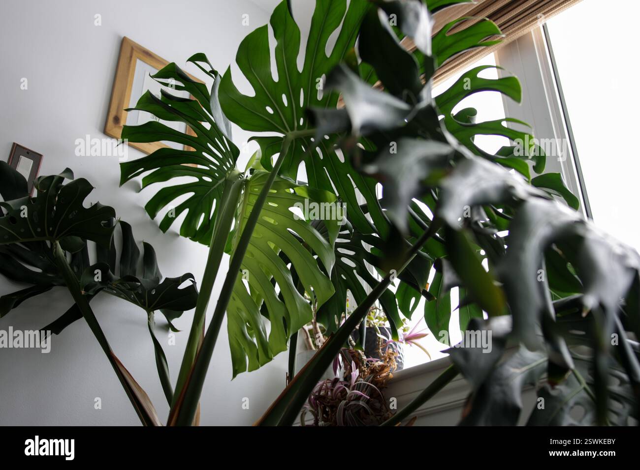 Monstera indoor greenery hi-res stock photography and images - Alamy