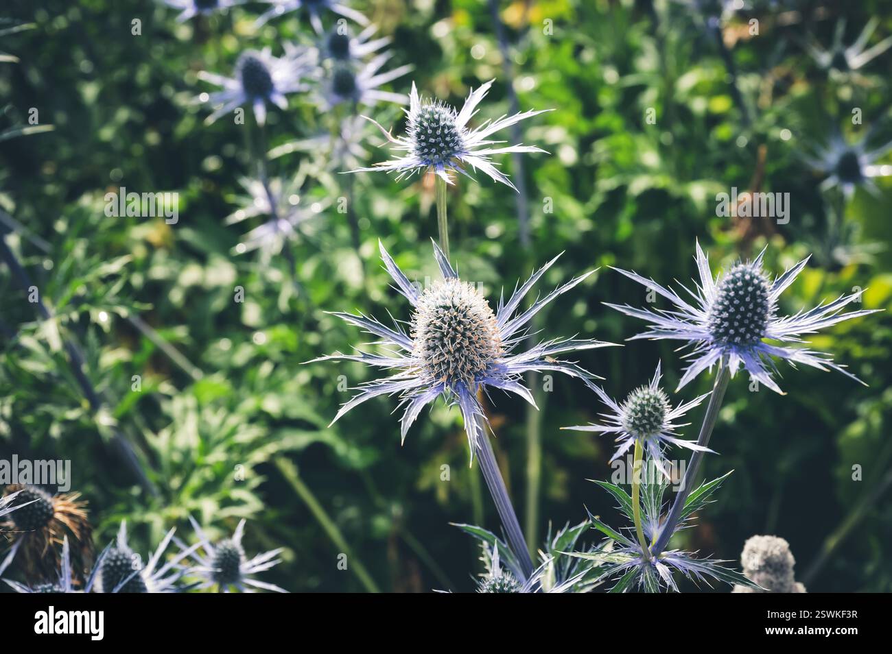 Cawdor Castle and Gardens, Nairn, Scotland Stock Photo - Alamy