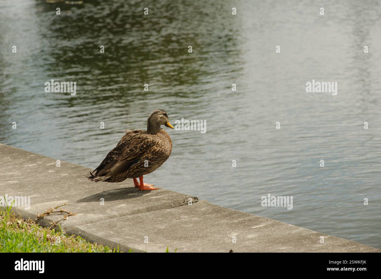 One duck sitting on the edge of a curved seawall on the left. Over ...