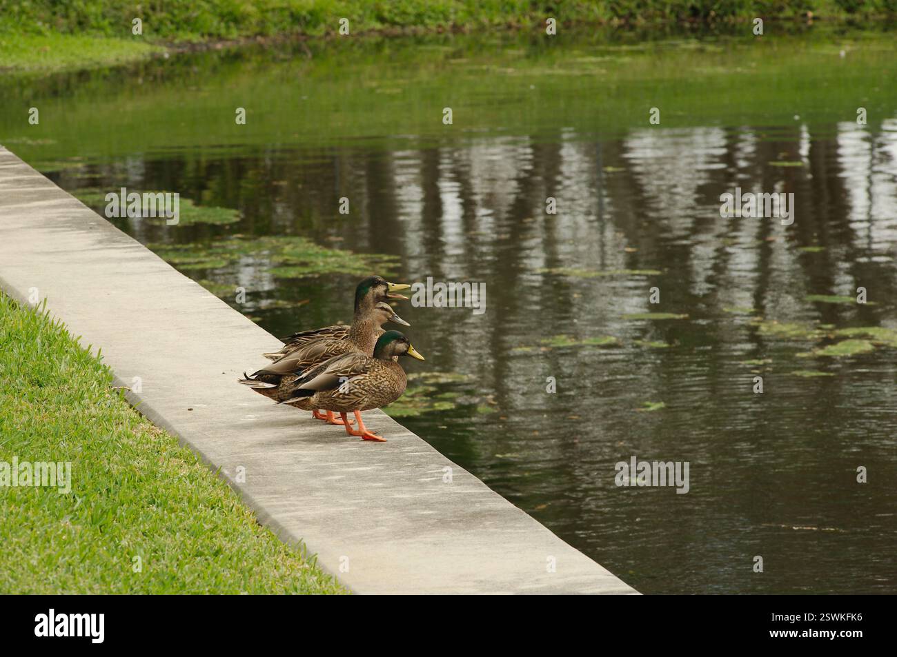 Three ducks sitting on the edge of a curved seawall on the left. Over ...