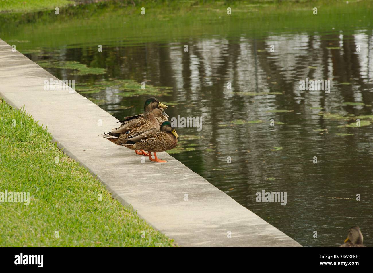 Three ducks sitting on the edge of a curved seawall on the left. Over ...