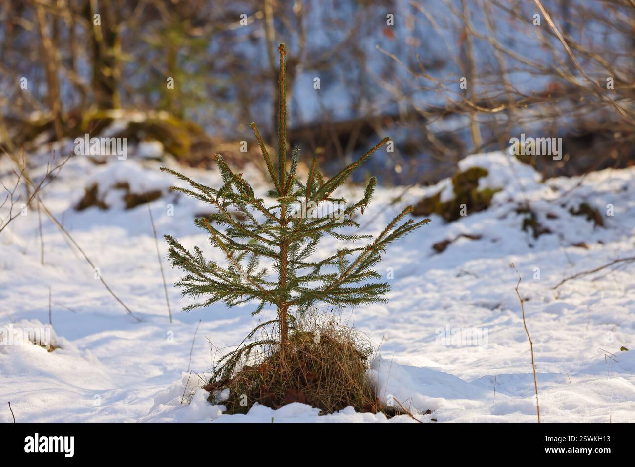 Small Pine Tree Growing in Snow – Symbol of New Beginnings Stock Photo ...