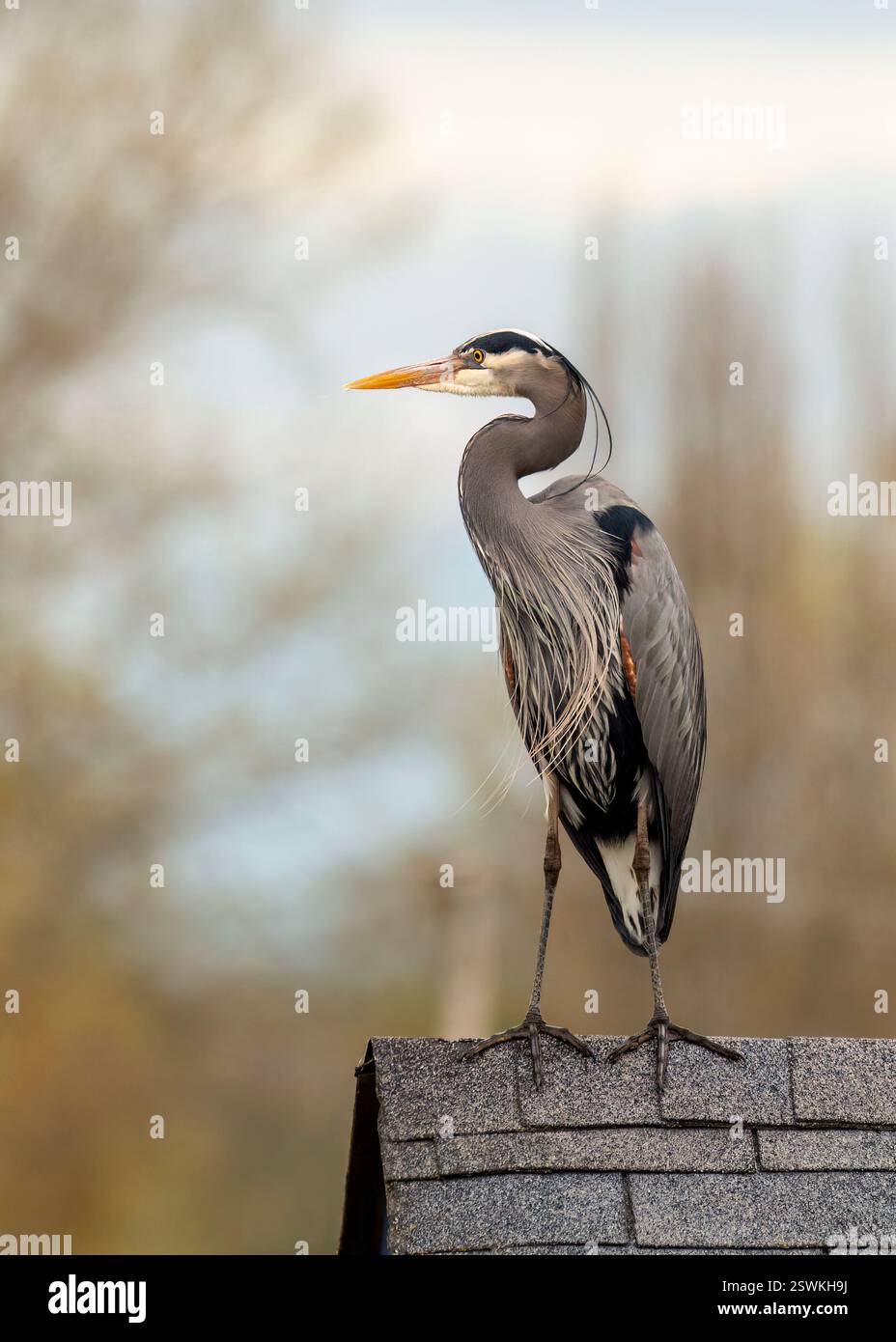 Great blue heron (ardeidae) standing on a roof top Stock Photo - Alamy
