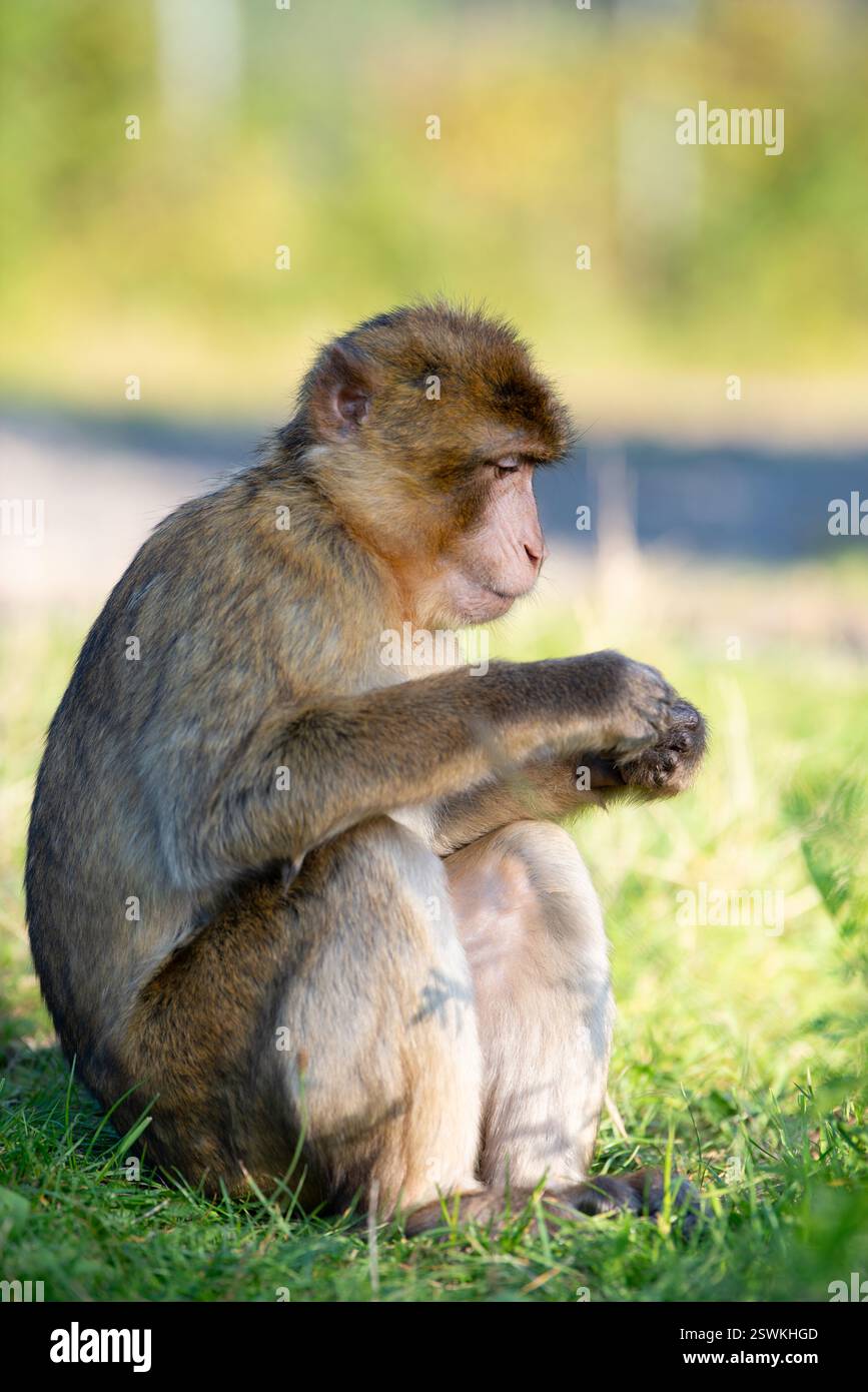 Barbary macaque ape sitting on a meadow, rhesus monkey, wildlife ...