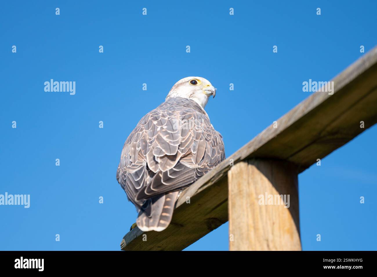 Gyrfalcon, wildlife, raptor bird of prey on a tree trunk, habitat, blue ...