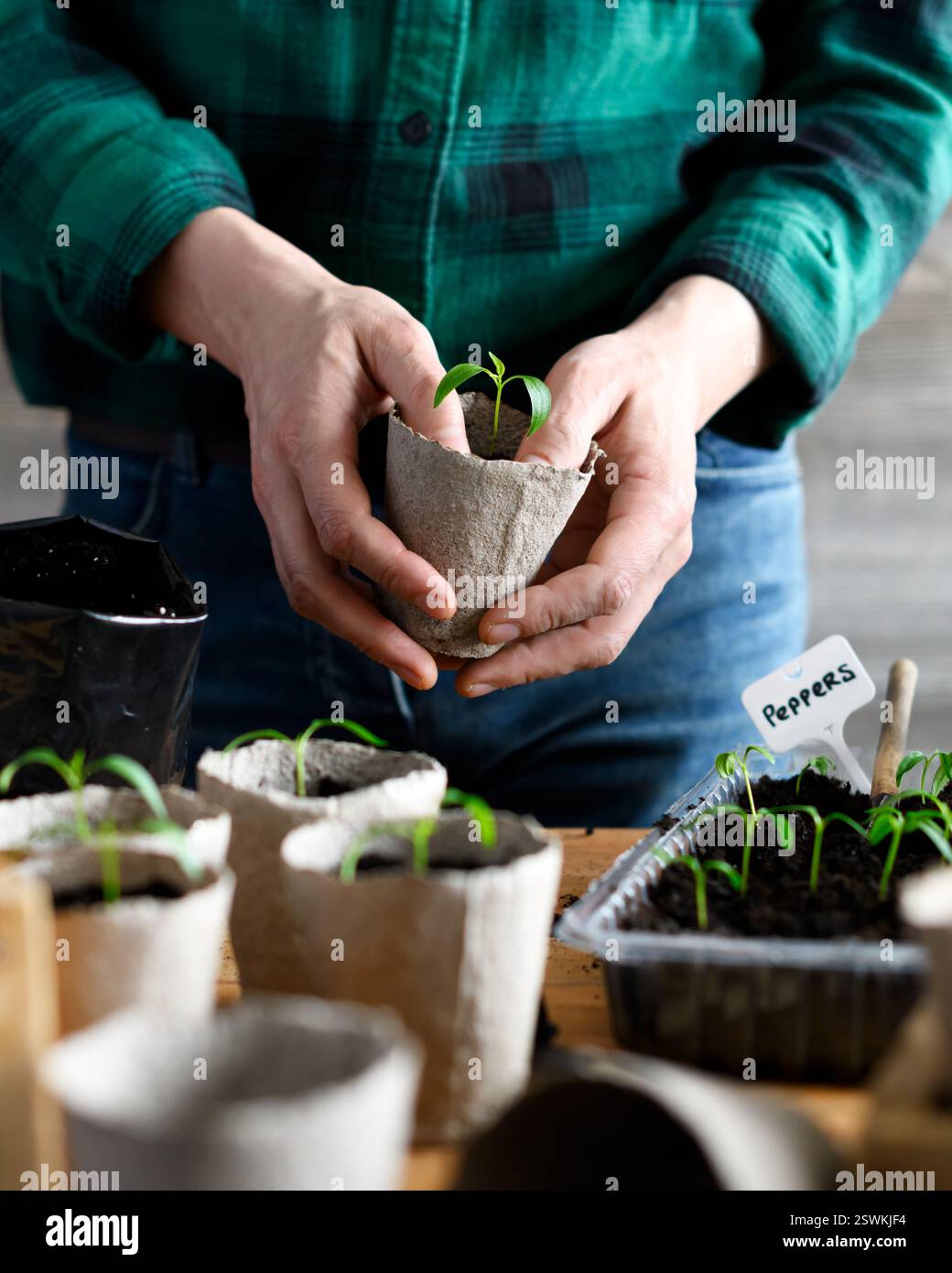 Farmer transplants pepper seedlings into peat cups. Preparing plants for growing in open ground ...