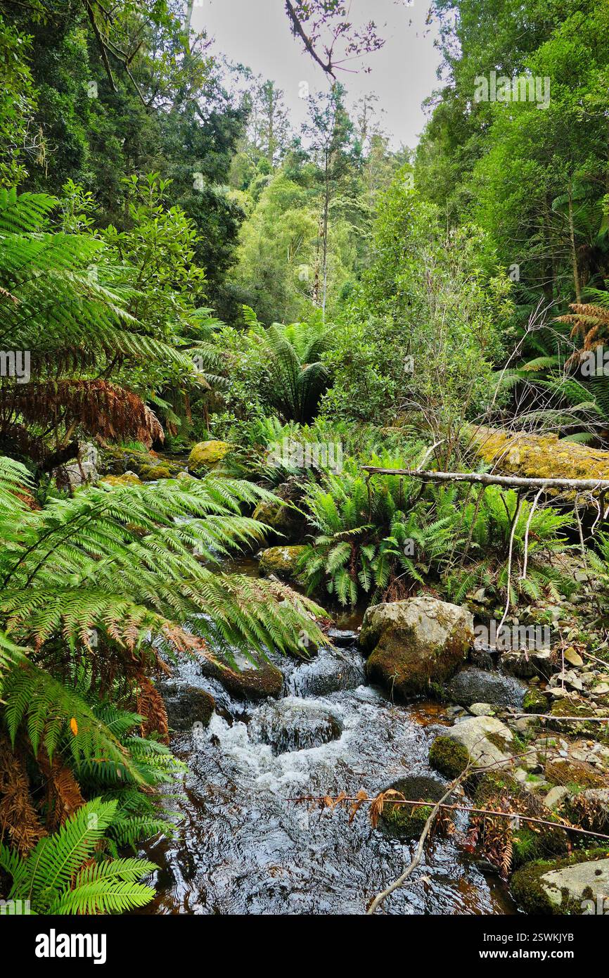 Crystal clear stream with tree ferns and moss-covered boulders in the ...