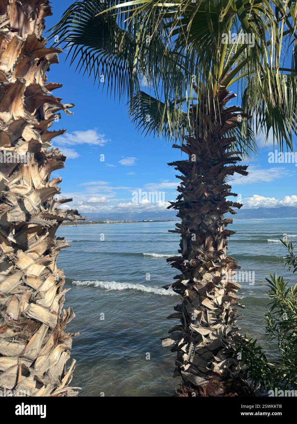 Lush palm trees frame a serene ocean view with gentle waves under a ...