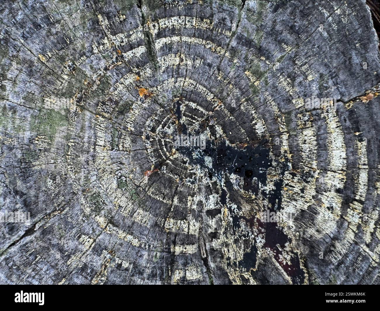 The intricate patterns of a tree stump reveal its growth rings and ...