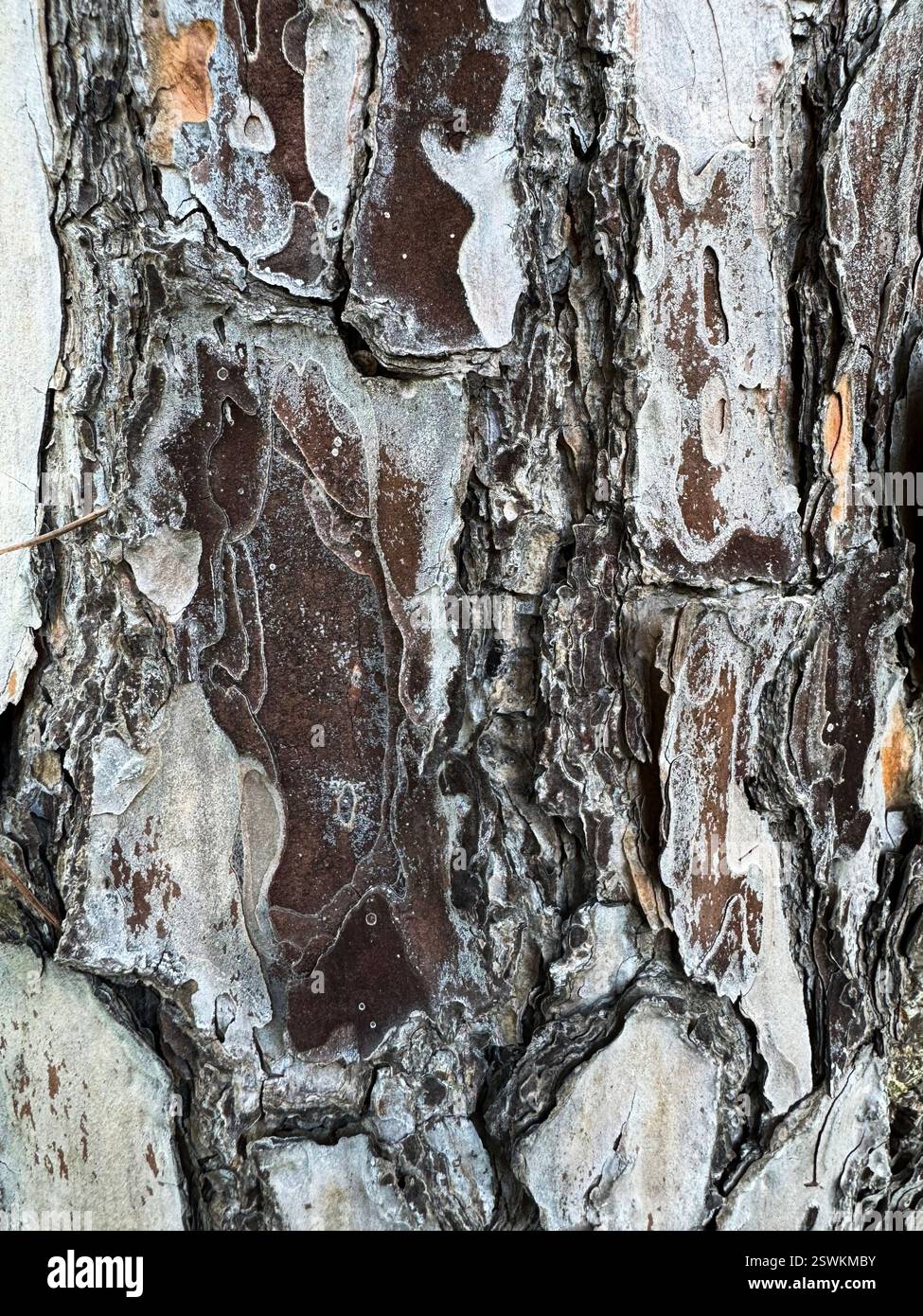 Detailed close-up of rugged tree bark highlights natural textures and colors, revealing age and ...