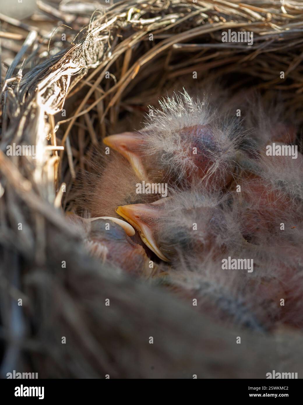 Baby robins in a nest Stock Photo - Alamy