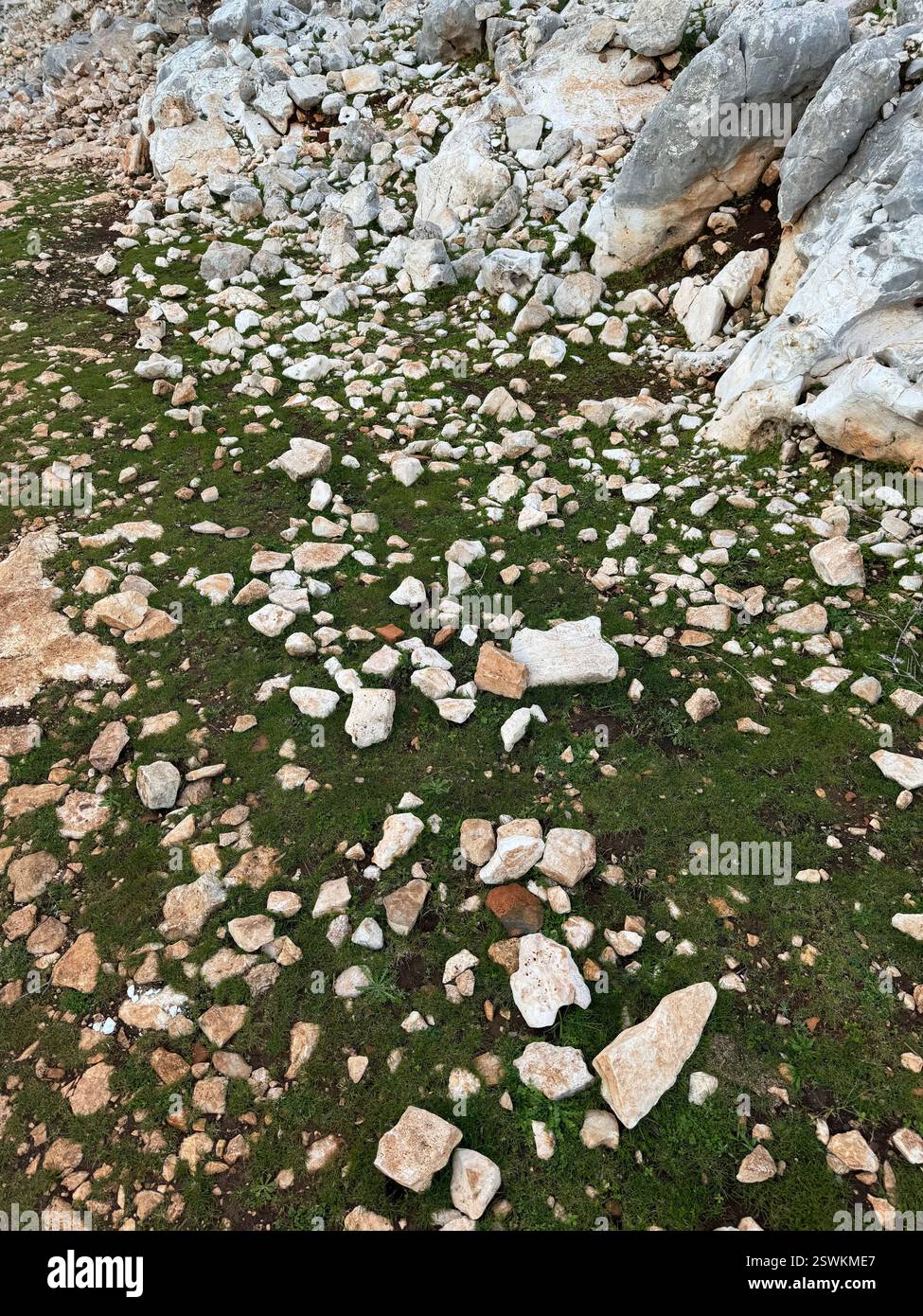 Small rocks of various sizes scatter across a mossy hillside, creating ...
