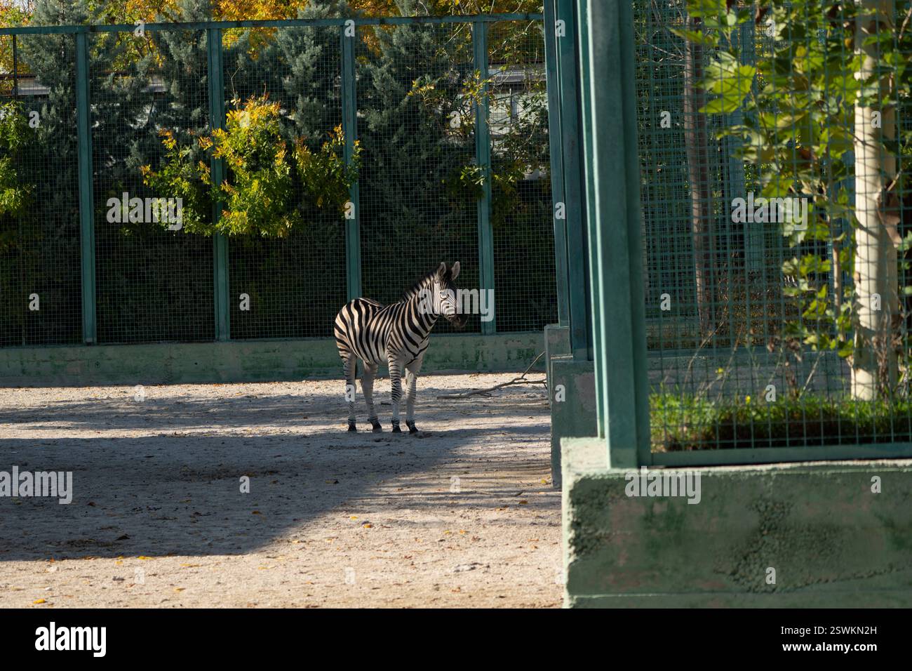 Zebra Enclosure Zoo Animal - A lone zebra stands in its enclosure at ...