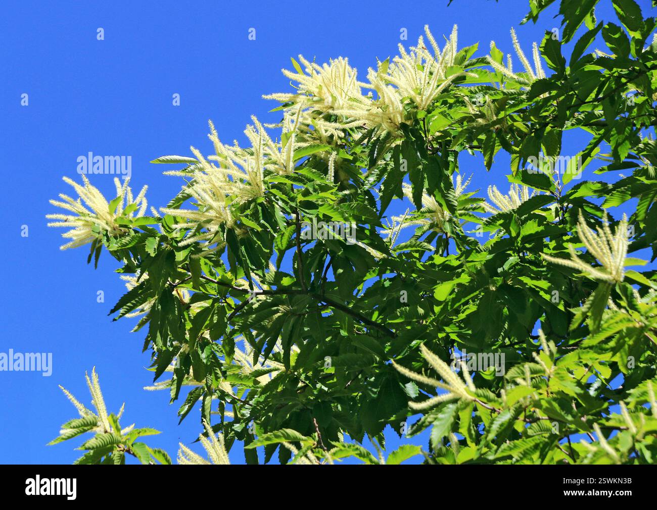 Chestnut branch bearing flowers in spring Stock Photo - Alamy