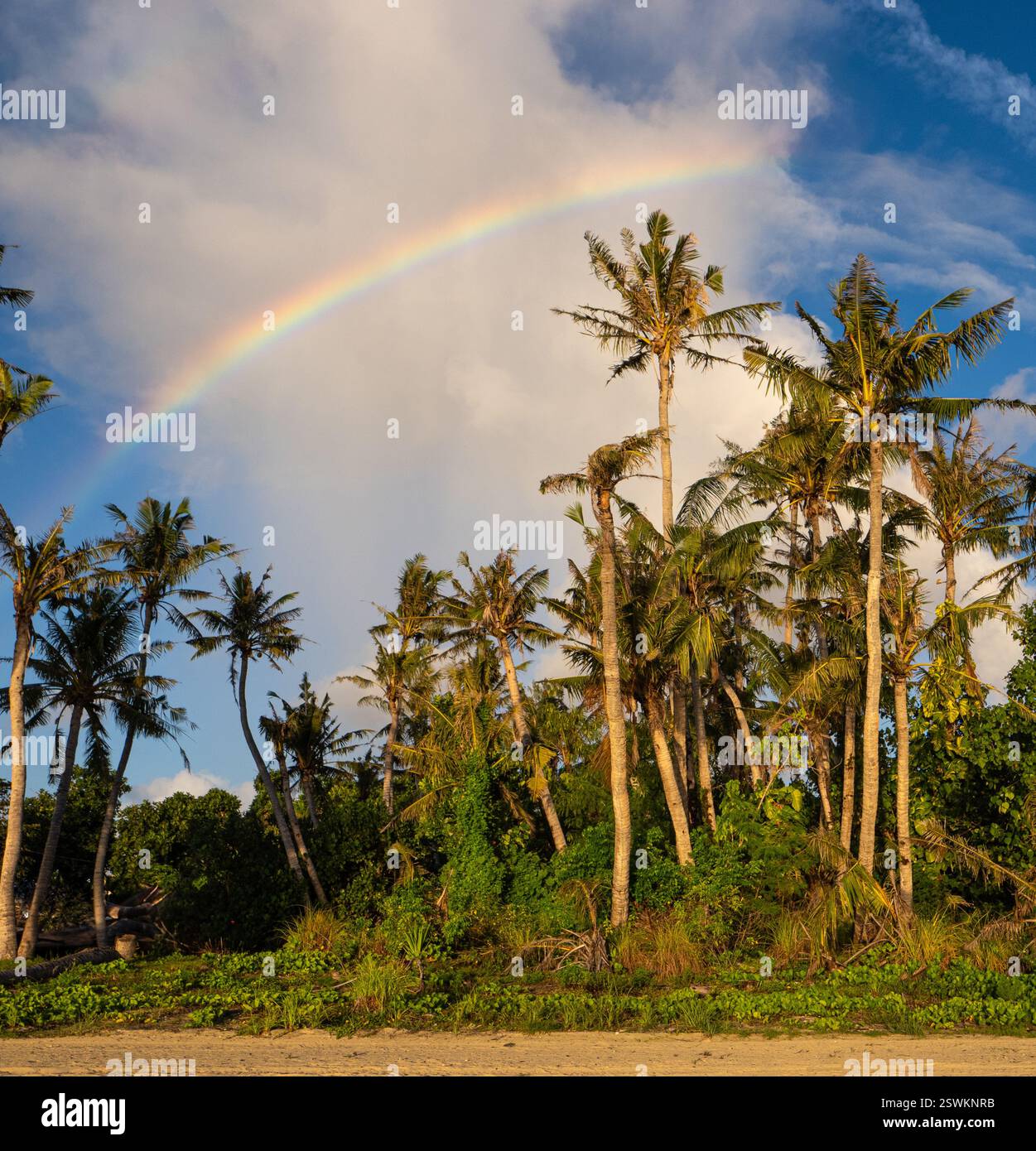 Palm Tree Rainbow Stock Photo - Alamy