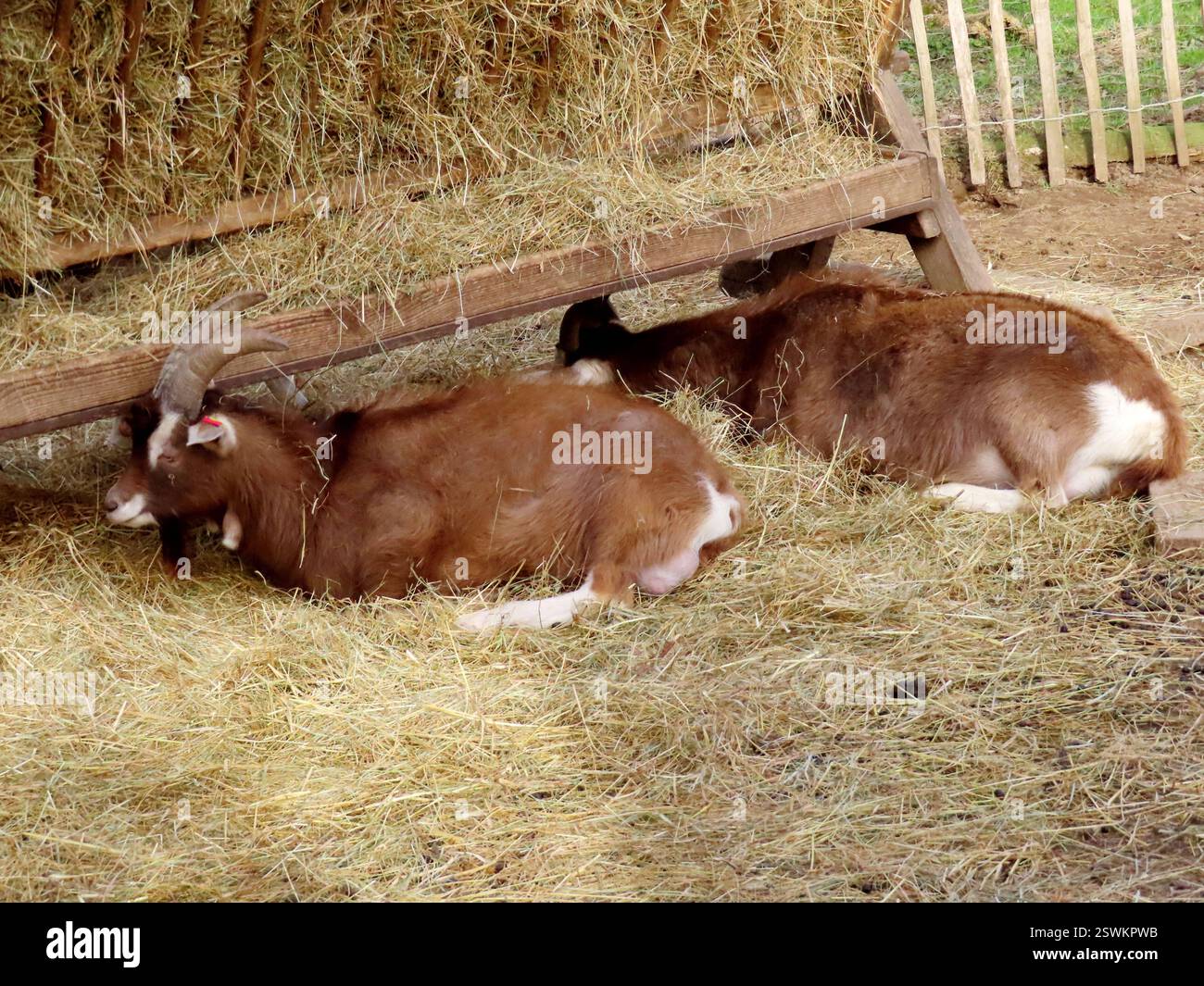 ...Blick auf zwei doesende Thueringer Waldziegen unter einer ...