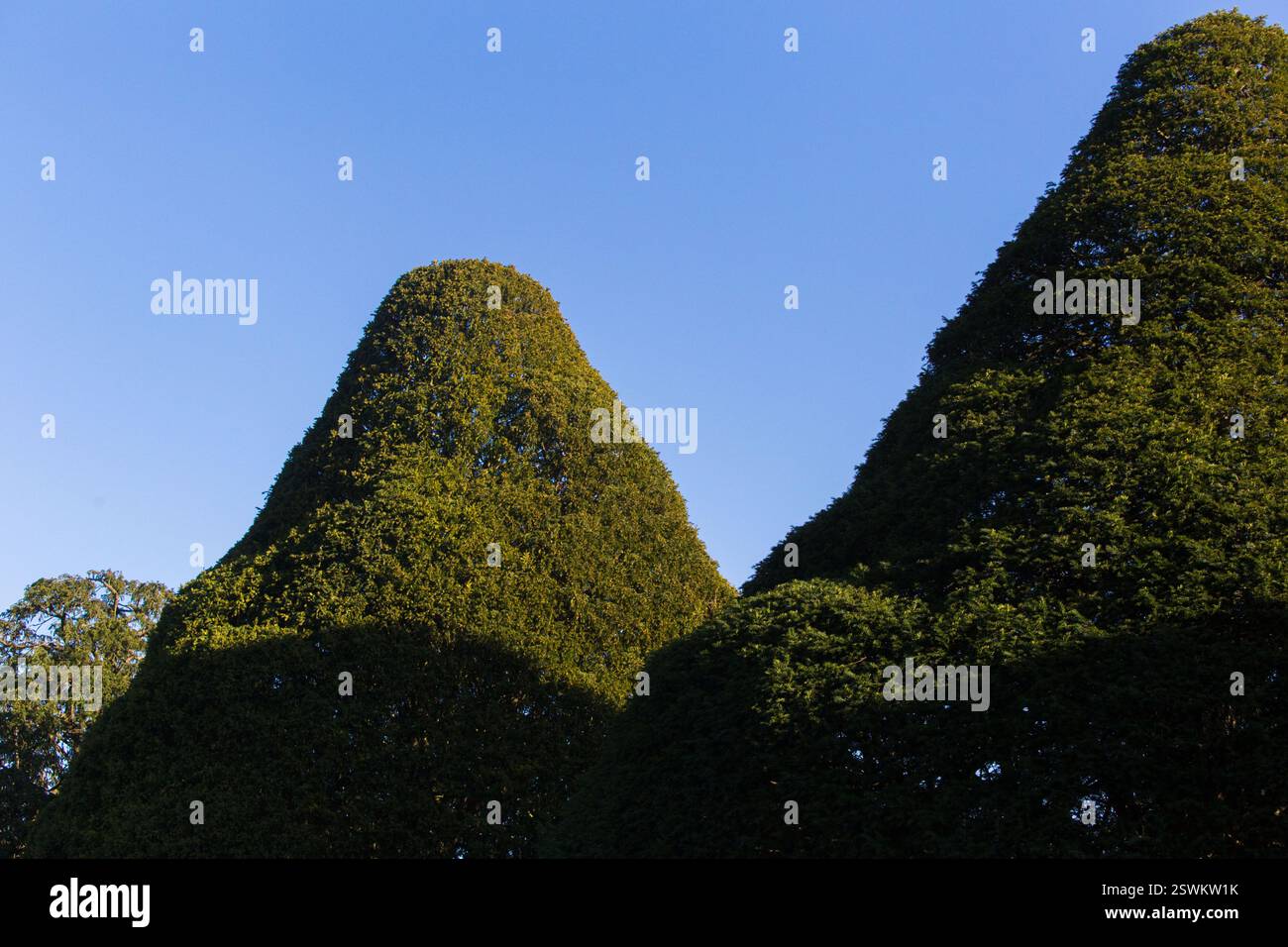 Formal topiary trees, shaped like pyramids, Hampton Court Palace ...