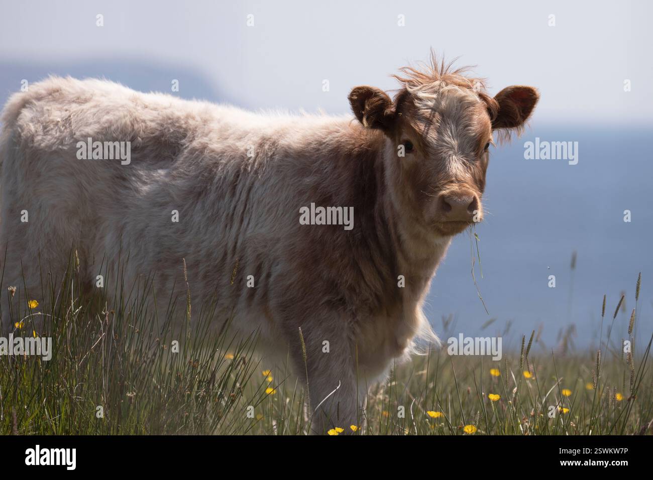 Highland cow with flowers hi-res stock photography and images - Alamy