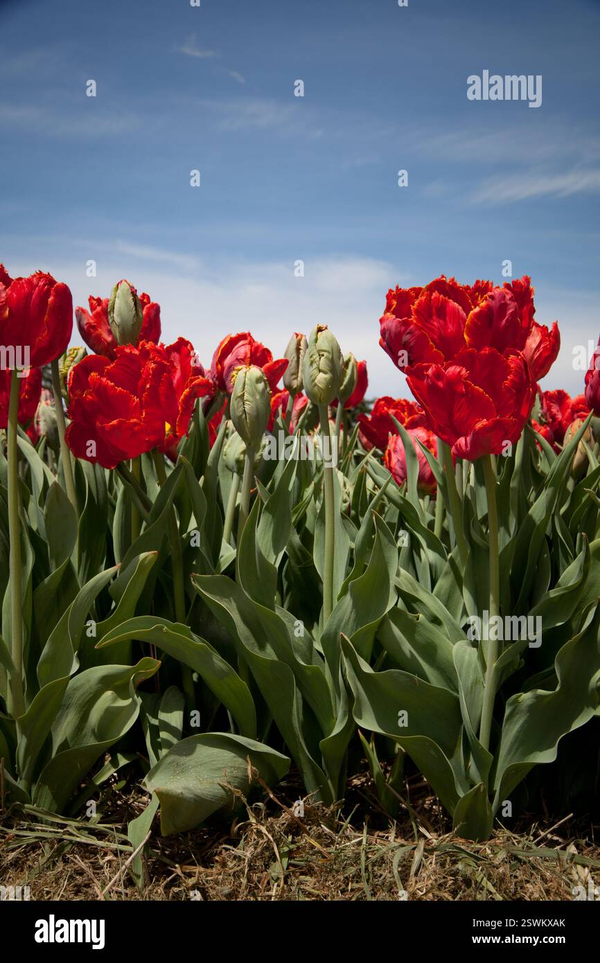 Red Tulips, Holland Michigan Tulip Festival Stock Photo - Alamy