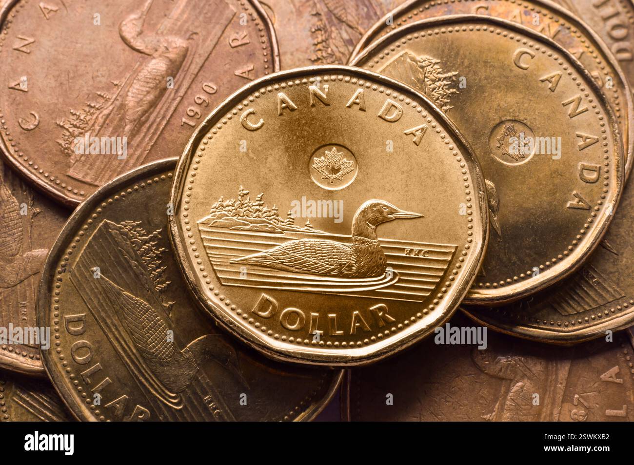 Canadian one dollar golden loonie coins background Stock Photo - Alamy