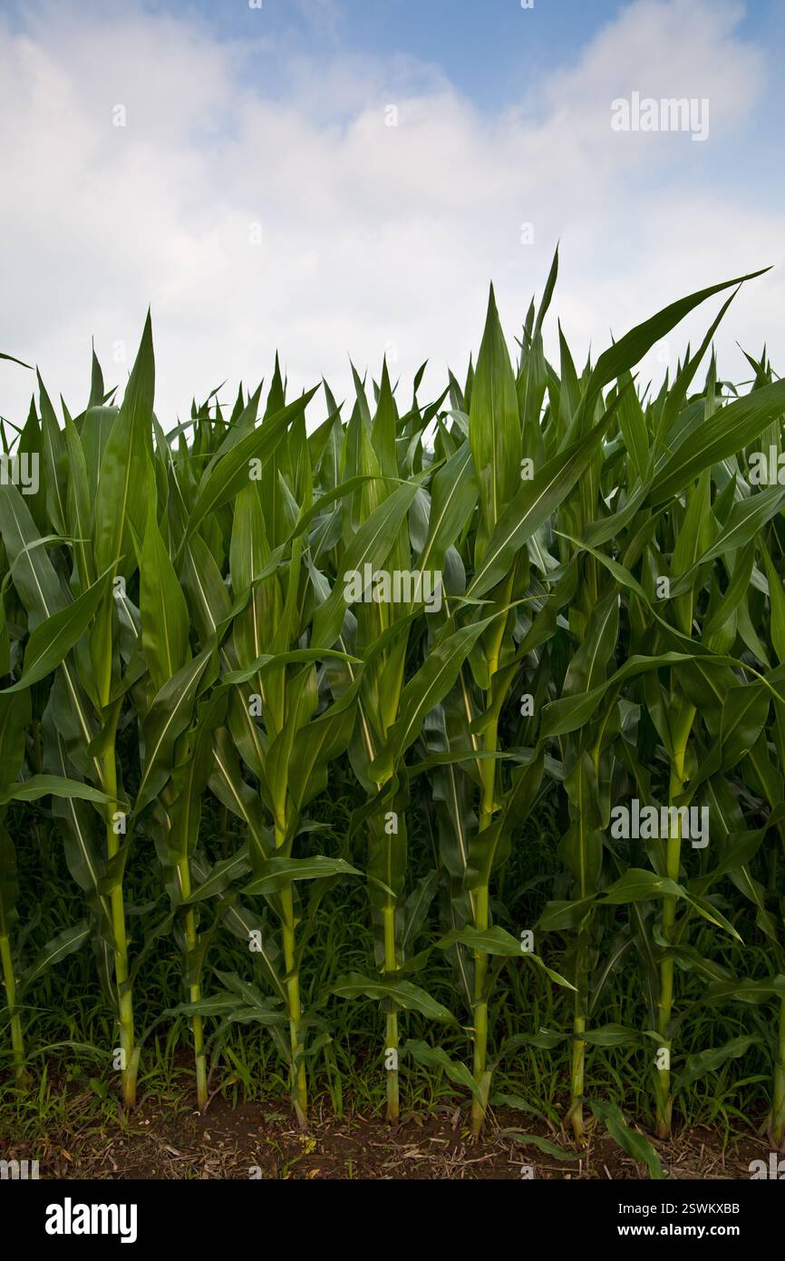 Mid-West corn field on a sunny day Stock Photo - Alamy