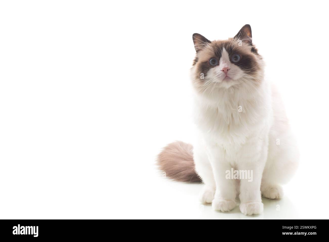 Sophisticated cat Cut Out Stock Images & Pictures - Alamy