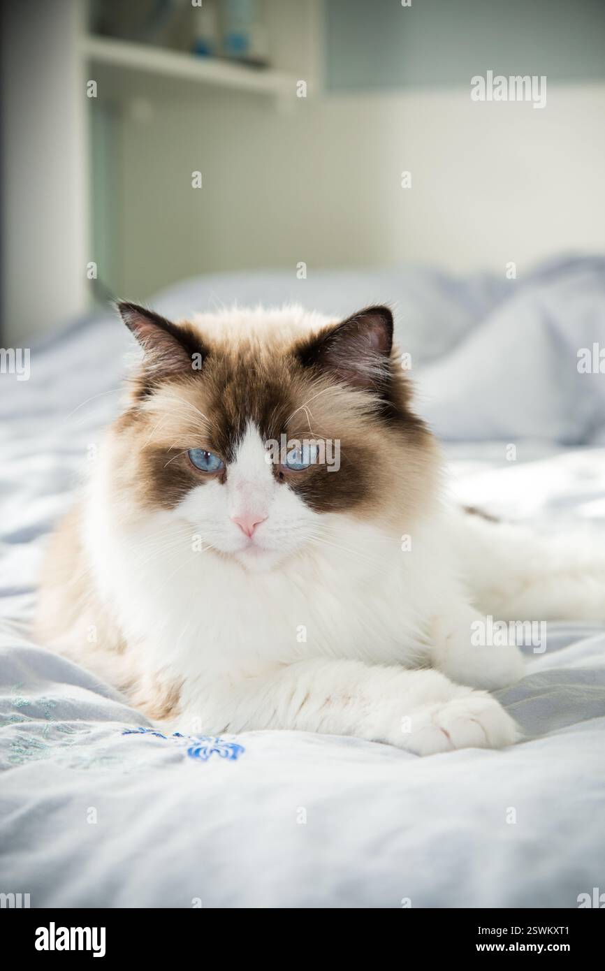 funny fluffy cat lying on bed, Ragdoll breed Stock Photo - Alamy