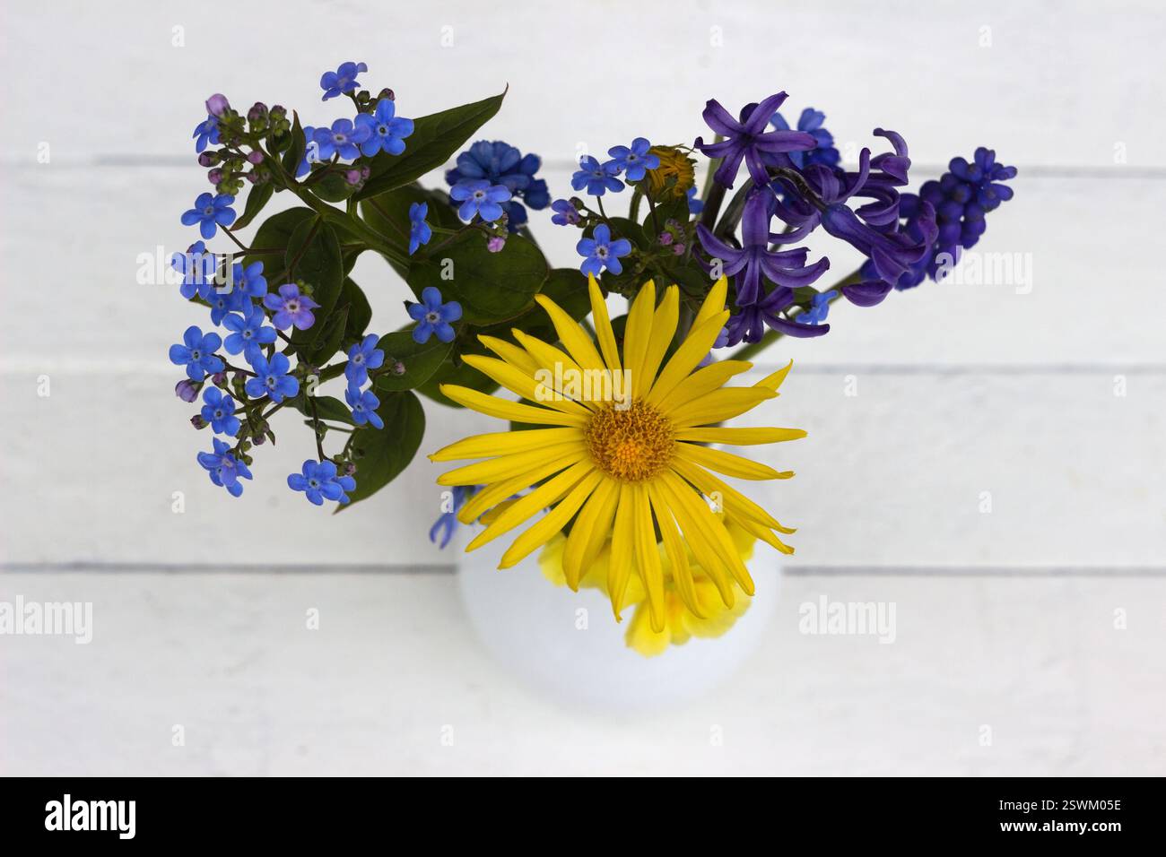 Yellow and blue spring flowers on a white background, top view ...