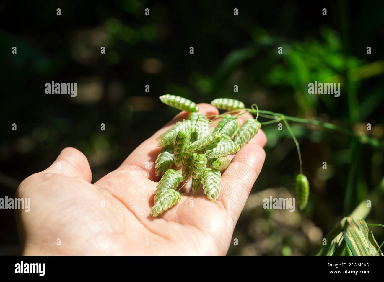Briza maxima in female hand, beautiful annual herb, plant growing in ...