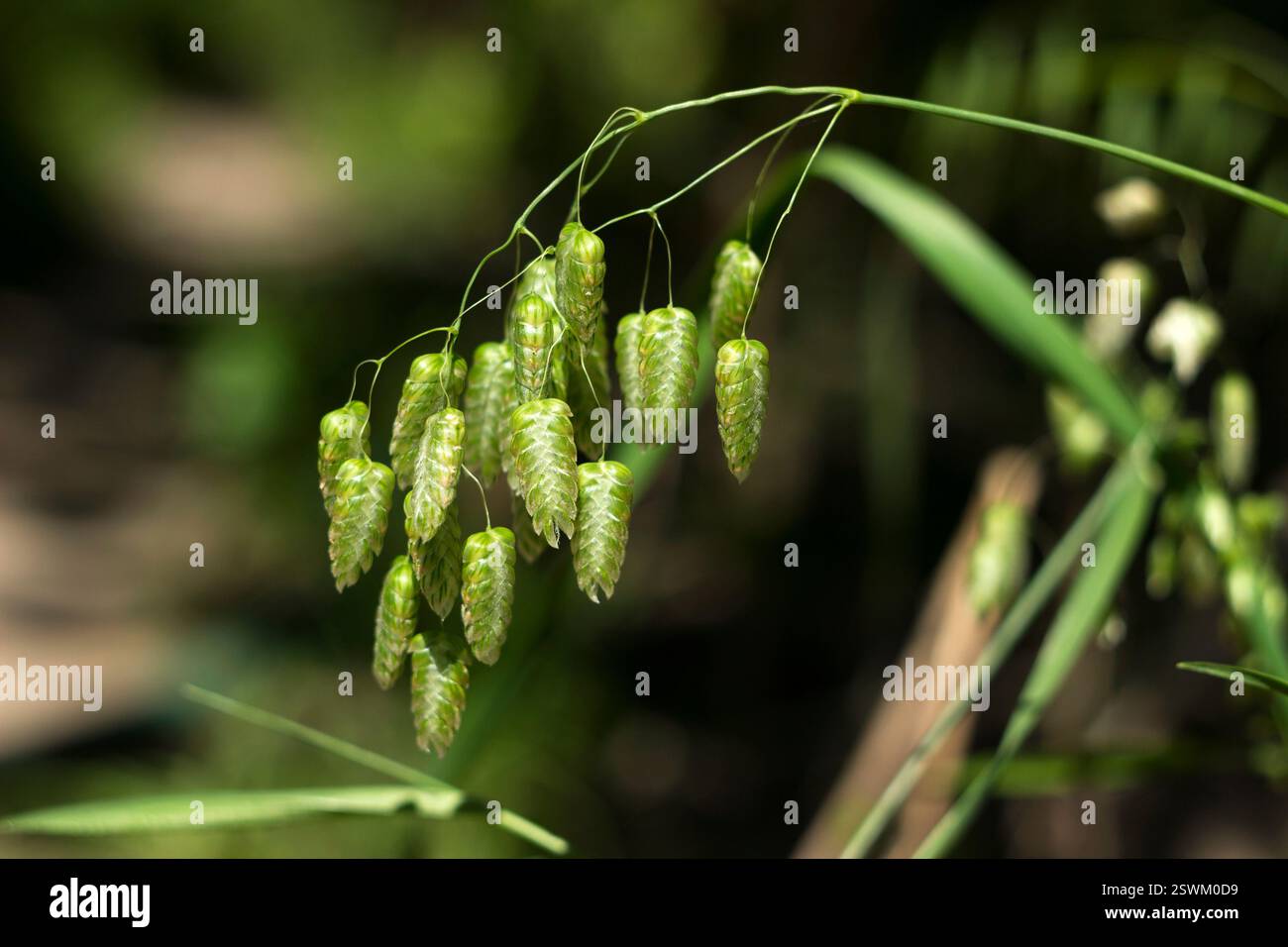 Briza maxima is a beautiful annual herb, plant growing in the garden ...