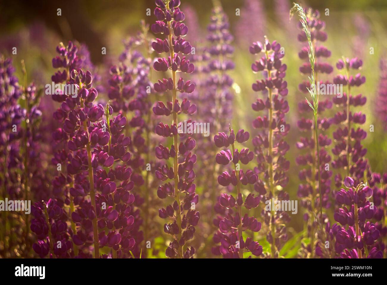 A lot of purple lupins bloom in the field. Glade of spring flowers ...