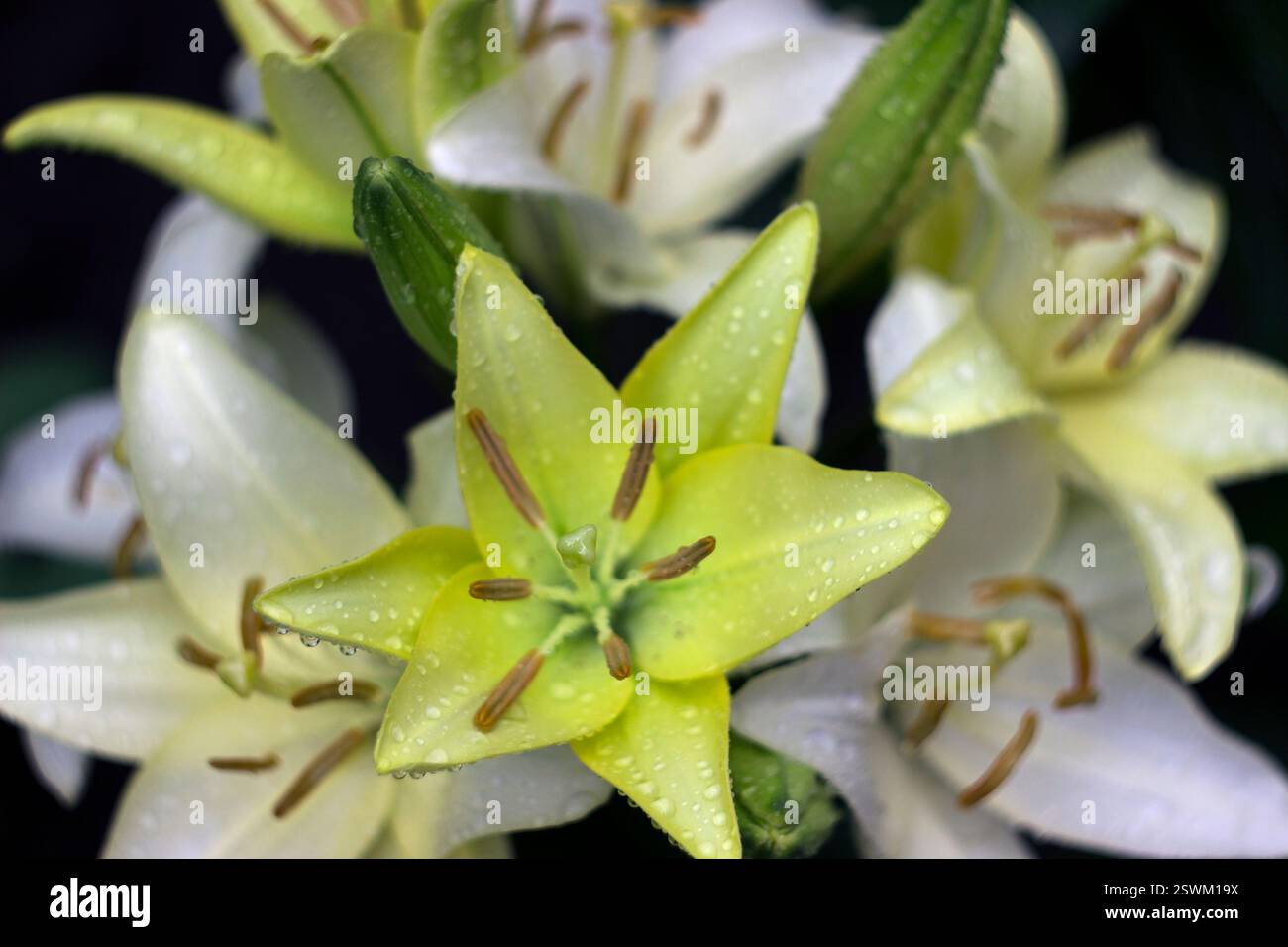 White lilies with drop blooming in the garden, beautiful flowers after ...
