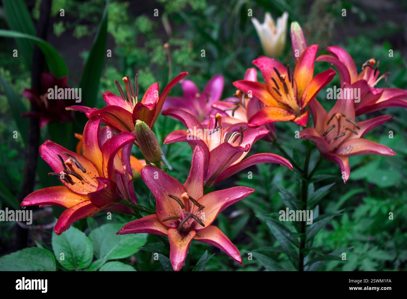 Pink lilies with drop blooming in the garden, beautiful flowers after ...