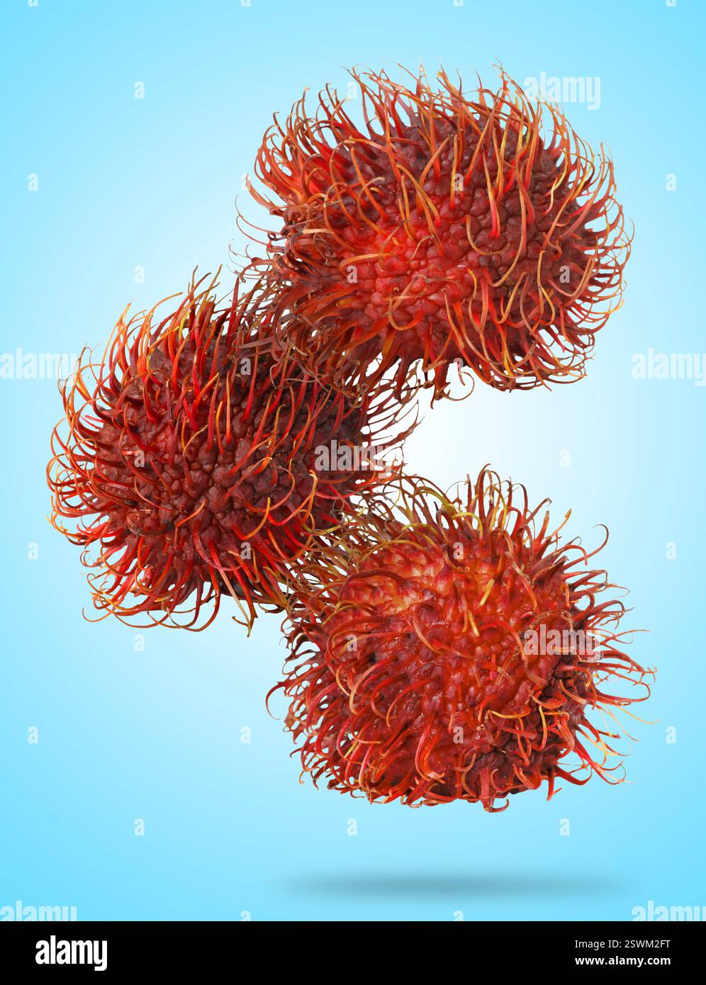 Fresh rambutan fruits in air on light blue gradient background Stock ...